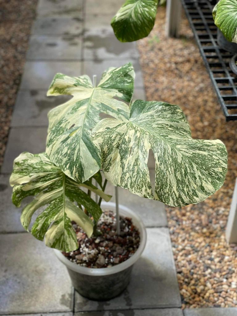 Monstera deliciosa ‘Thai Constellation Creme Brulee'