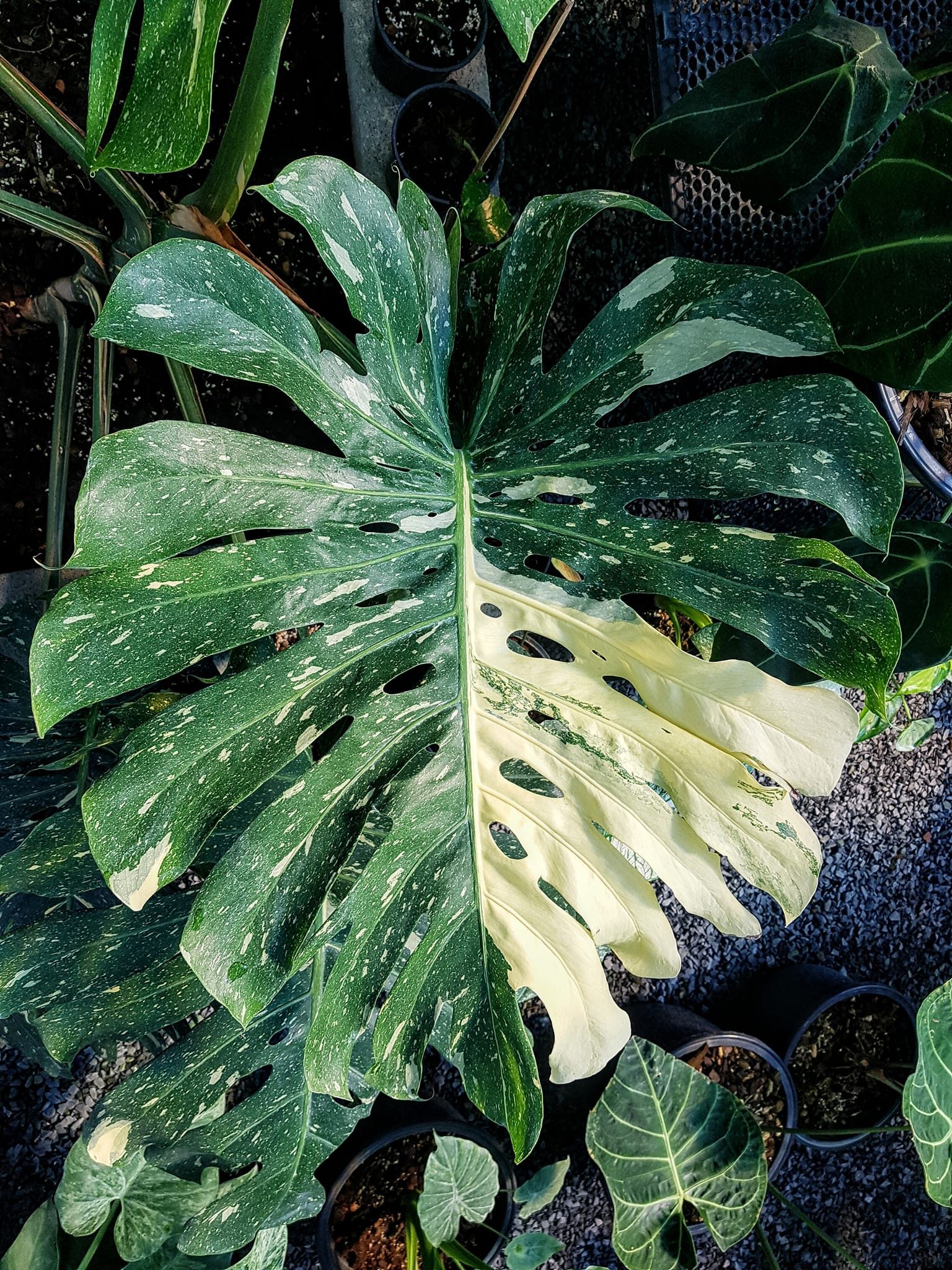 Monstera deliciosa 'Thai Constellation'