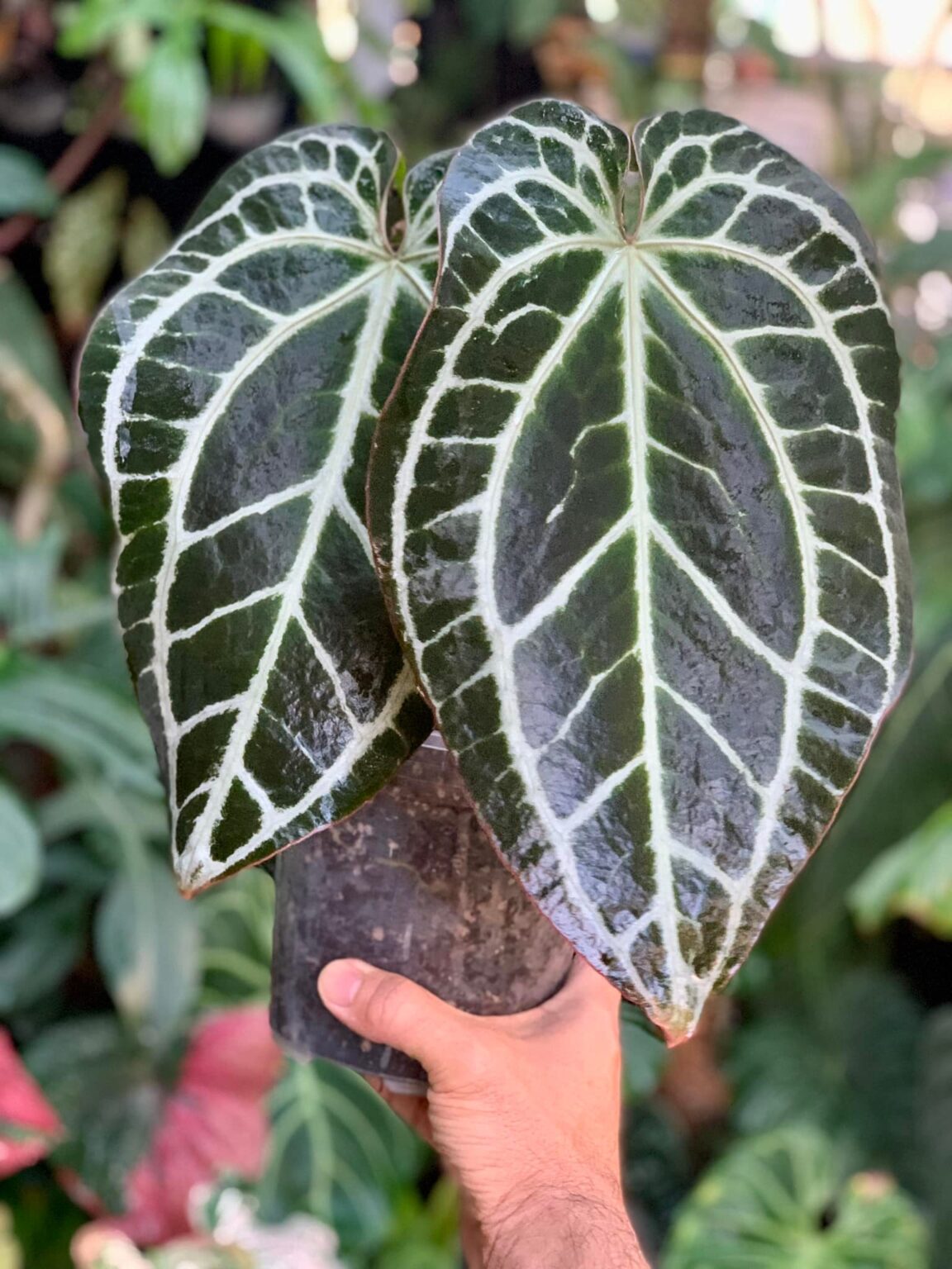 Anthurium crystallinum - một loài cây cảnh kiểng lá đẹp - Soi Kiểng Lá